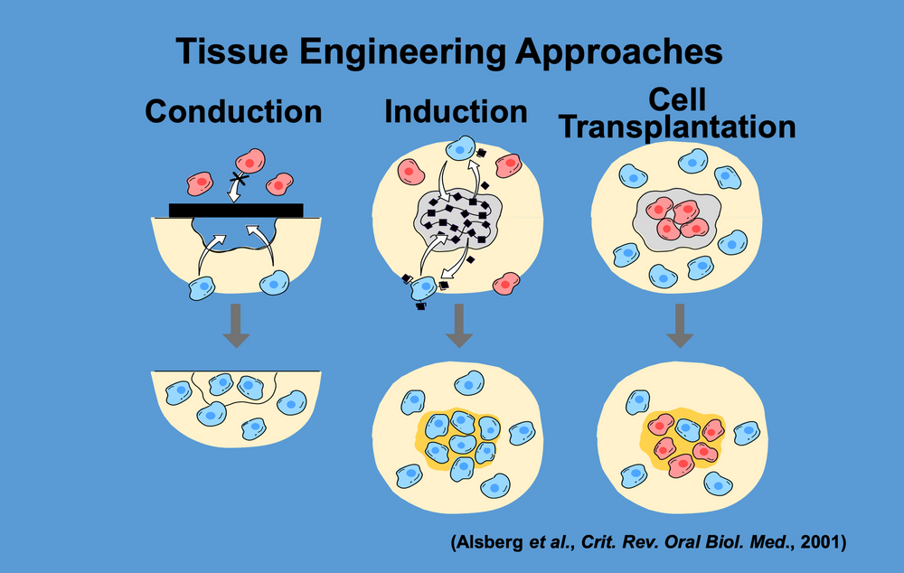 Tissue Engineering Approaches