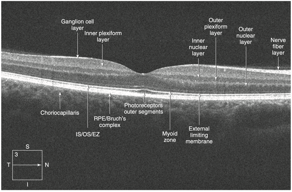 Different retinal layers in OCT